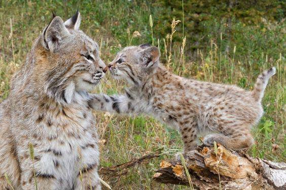 In The News - New Hampshire Wildlife Coalition